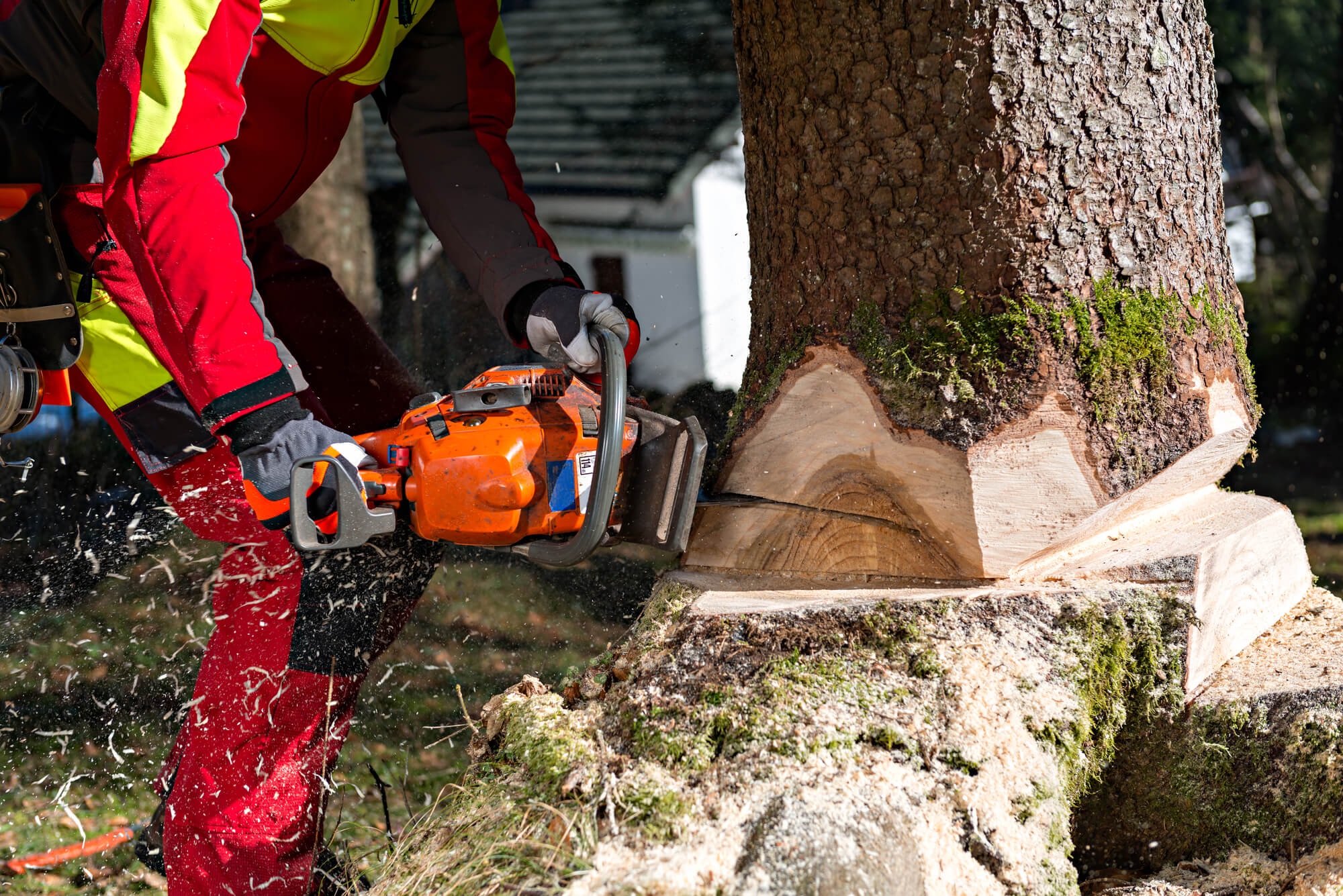 Tree Felling Pros East Rand Boksburg, Gauteng - Tree Felling