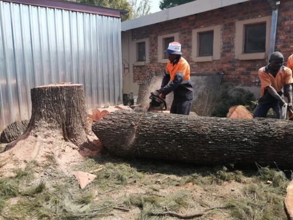 Tree Felling Group - Pretoria Centurion, Gauteng - Landscape Company